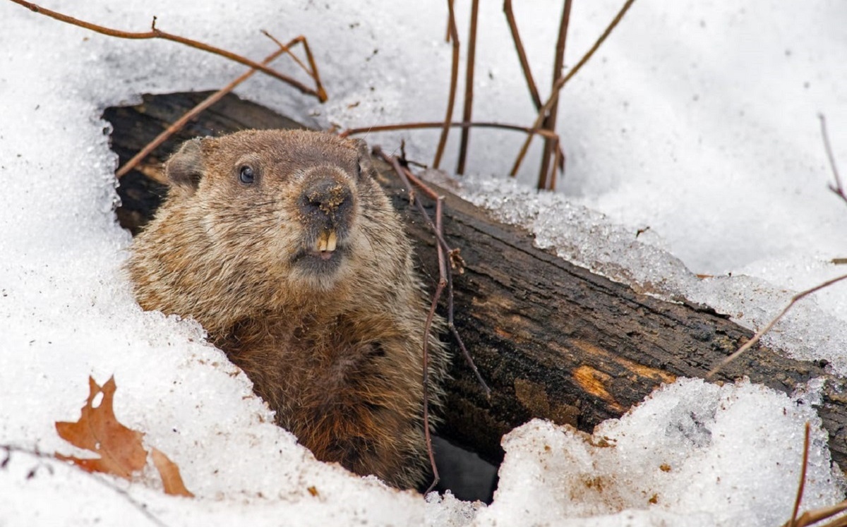Día de la Marmota | Su historia, origen y significado - Grupo Milenio