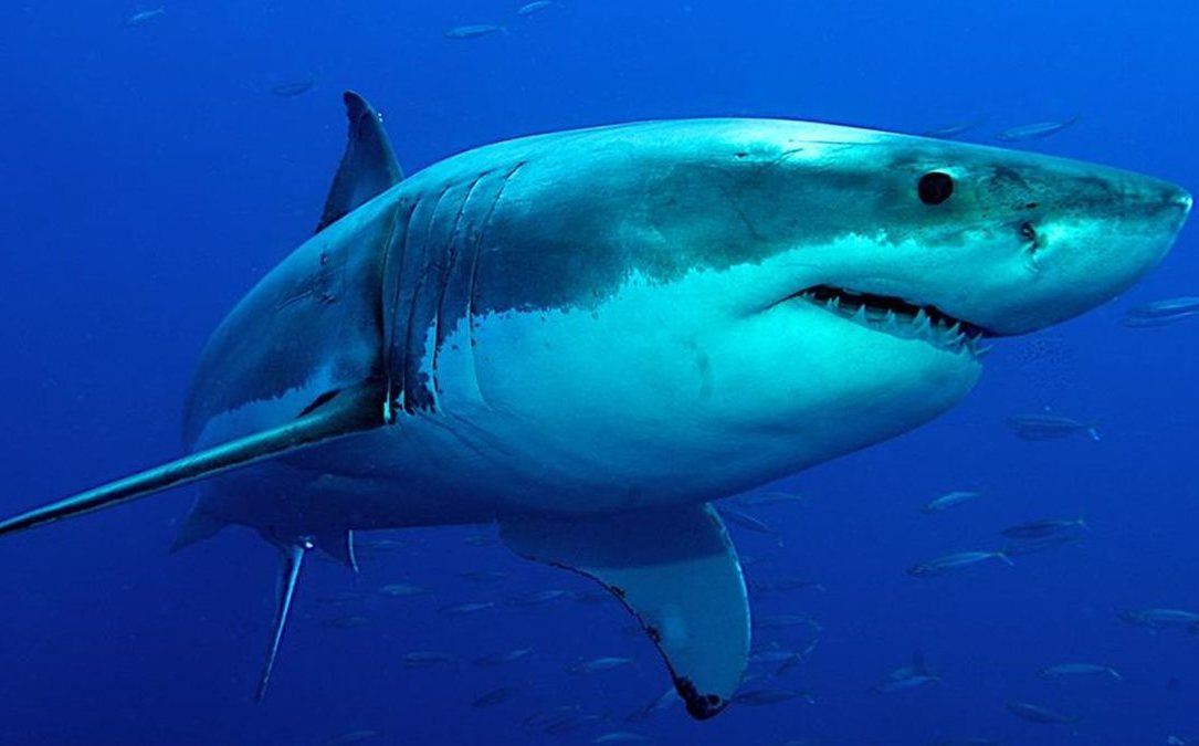 Tiburón ataca y mata a turista italiano en isla del-Caribe- Grupo Milenio