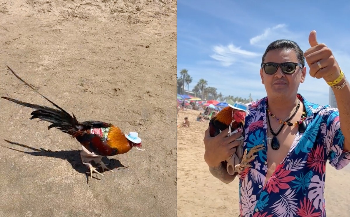TikTok: Hombre lleva a su gallo de vacaciones a la playa- Grupo Milenio