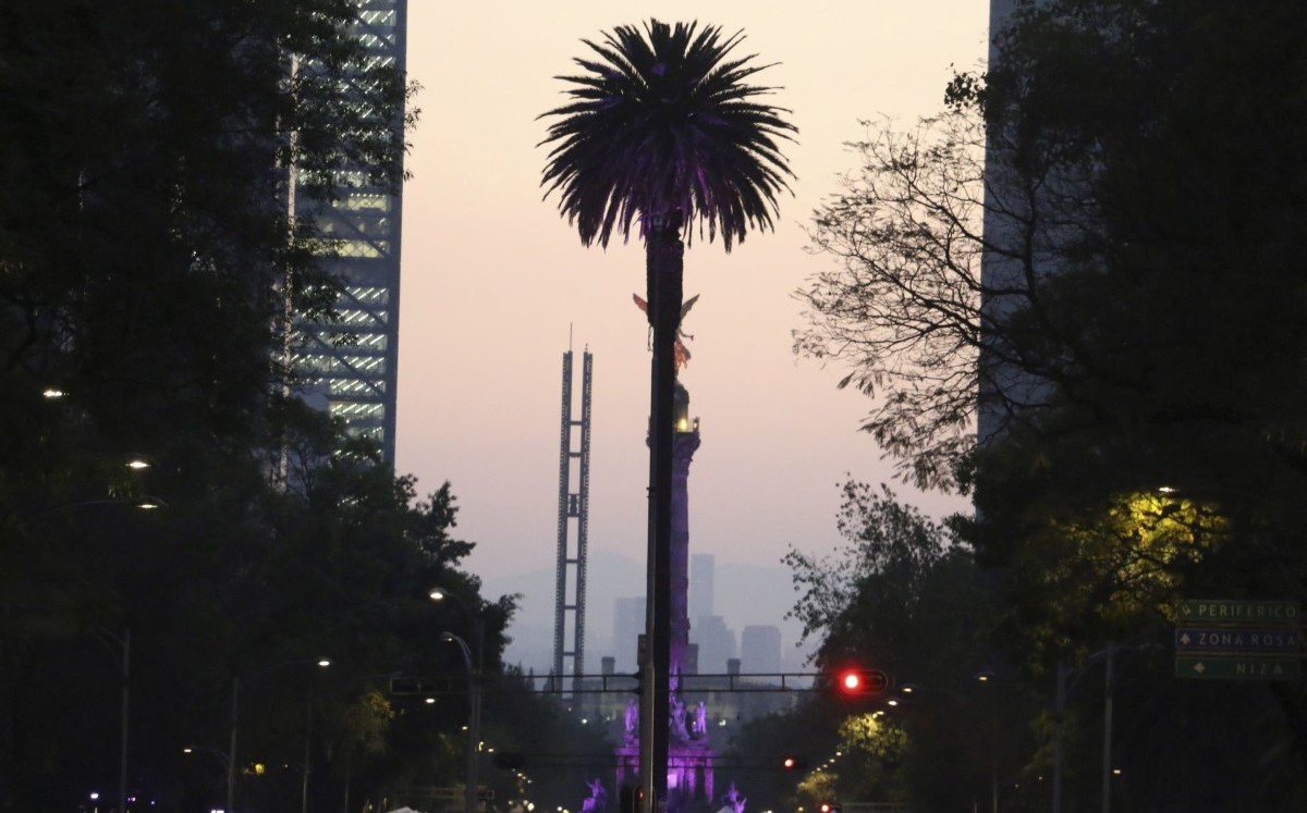 Ahuehuete lidera encuesta de CdMx para sustituir palma en Reforma ...