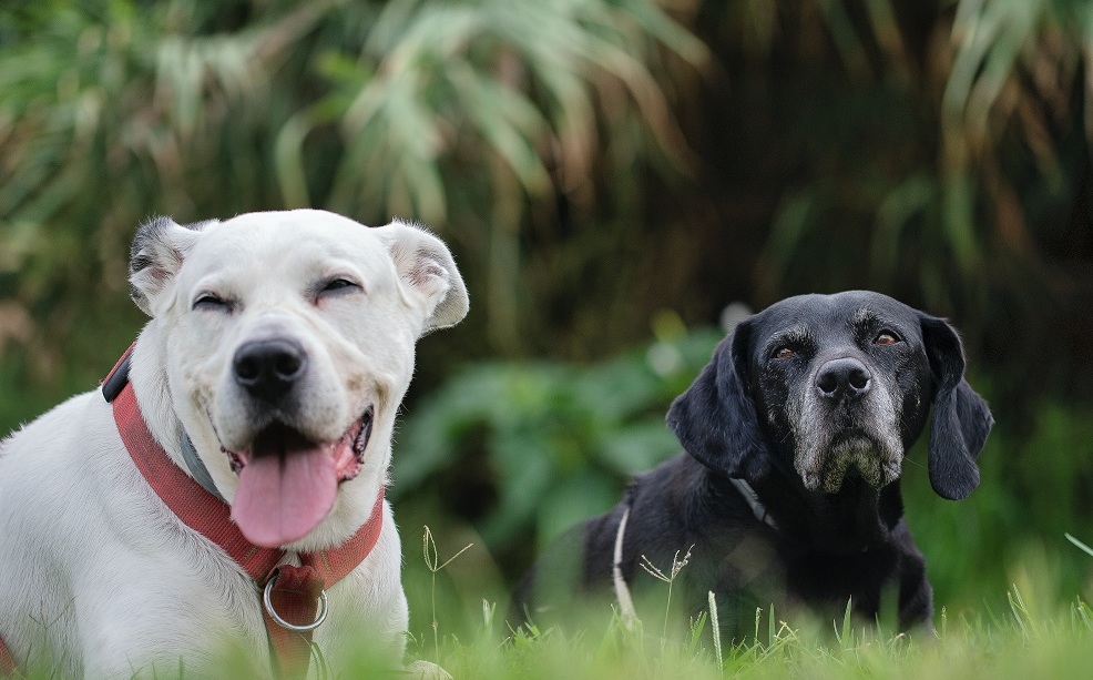 Francia. Multarán con 750 euros a quien no recoja heces de su perro ...