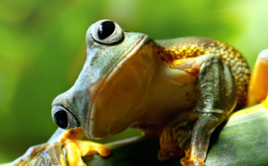 México. Descubren seis nuevas especies de ranas miniatura- Grupo Milenio