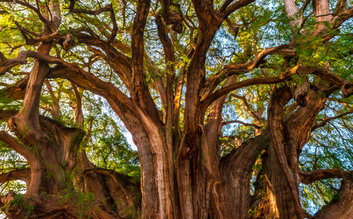 Ahuehuete. Cómo es el árbol que sustituirá a La Palma en Reforma- Grupo ...
