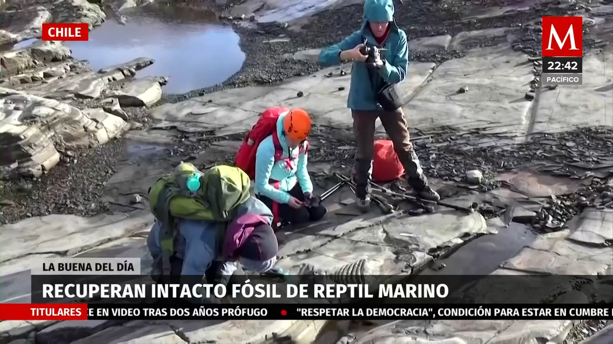 Científicos chilenos recuperan intacto fósil de reptil marino - Grupo ...