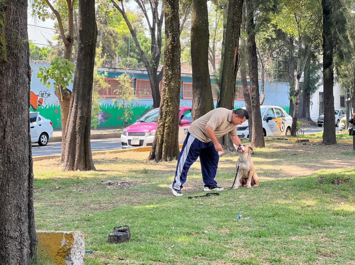 Noticias de Perros callejeros en Milenio - Grupo Milenio