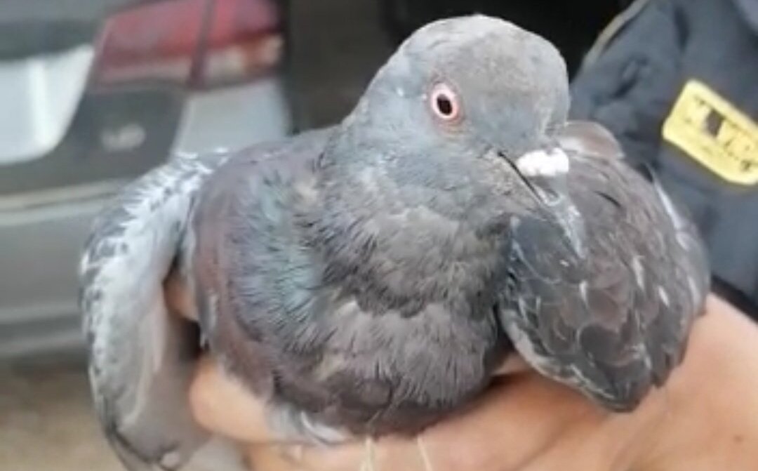 En Perú, atrapan a una paloma mensajera que metía droga en penal- Grupo ...