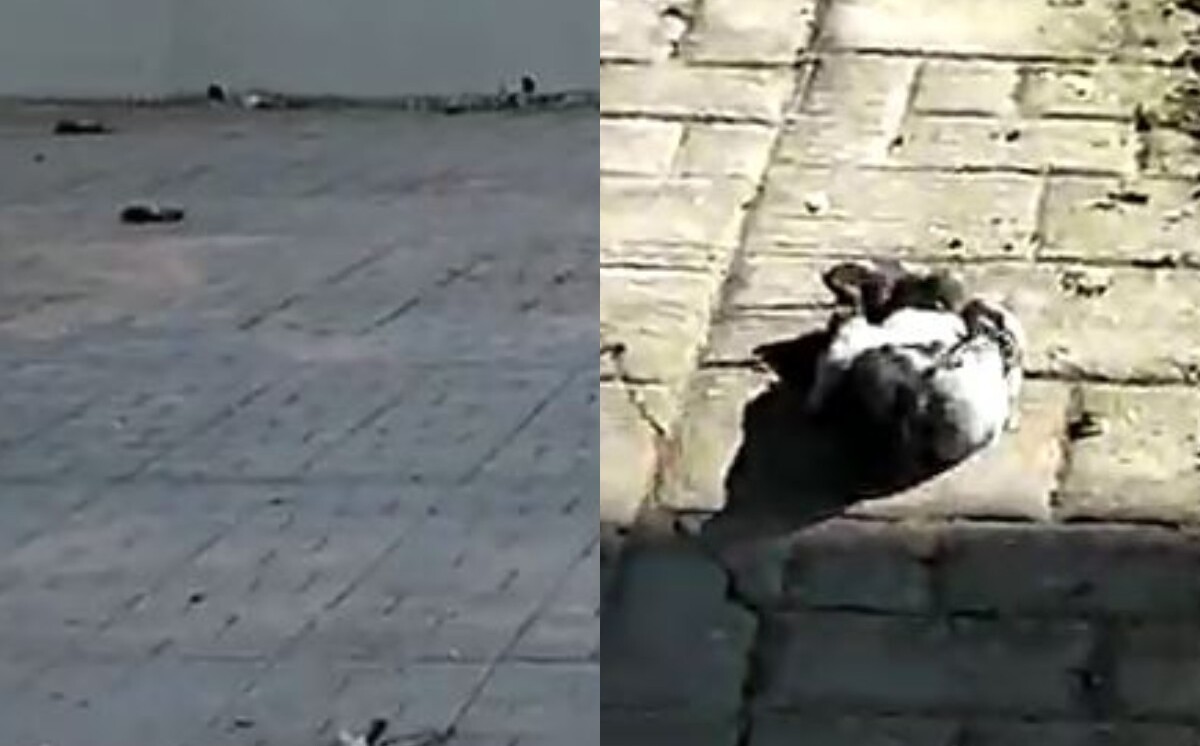 En Torreón, aparecen palomas muertas bajo puente- Grupo Milenio