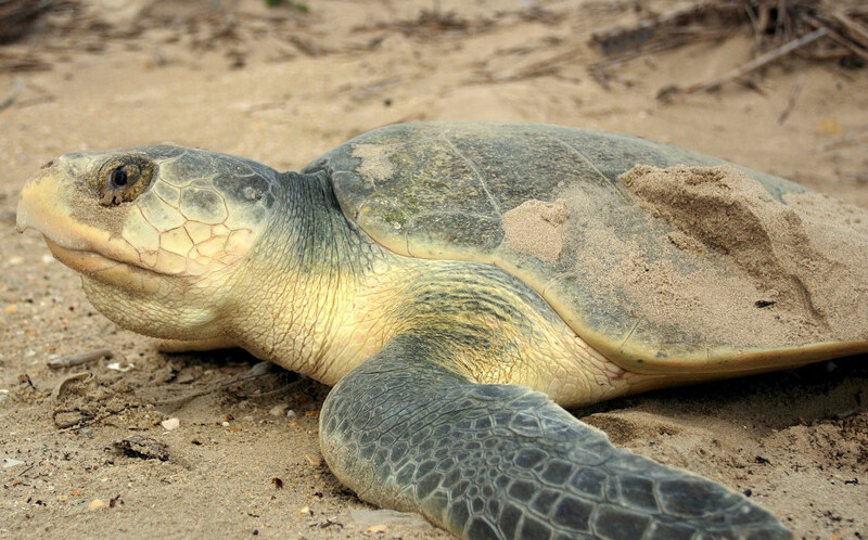 Cuida el ecosistema de las tortugas- Grupo Milenio