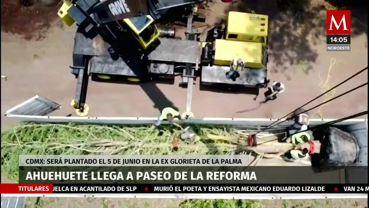 Ahuehuete que se plantará en la glorieta en Reforma llega a la CdMx ...