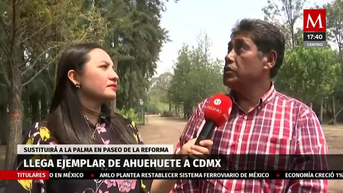 El ahuehuete llega a la glorieta de Reforma en CdMx- Grupo Milenio