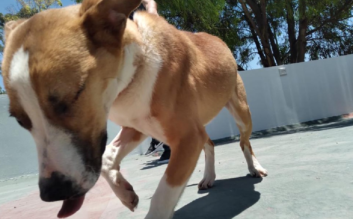 Milo ya se recuperó pero tendrá secuelas- Grupo Milenio