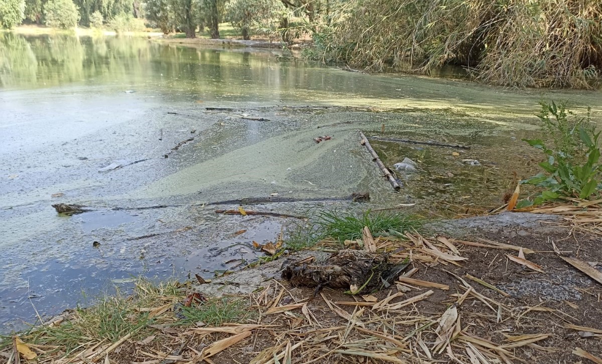 Parque Tezozómoc CdMx. Vecinos denuncian contaminación de lago- Grupo ...