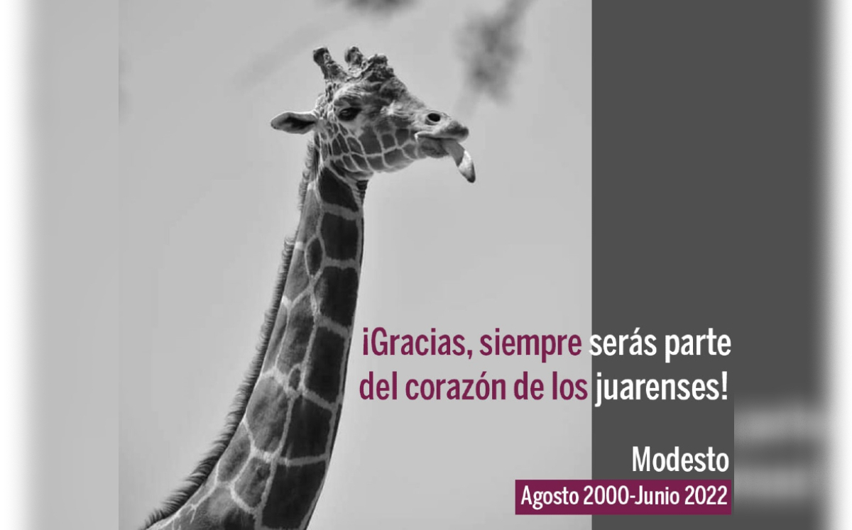 En Chihuahua, murió la jirafa Modesto, emblemática del Parque Central ...