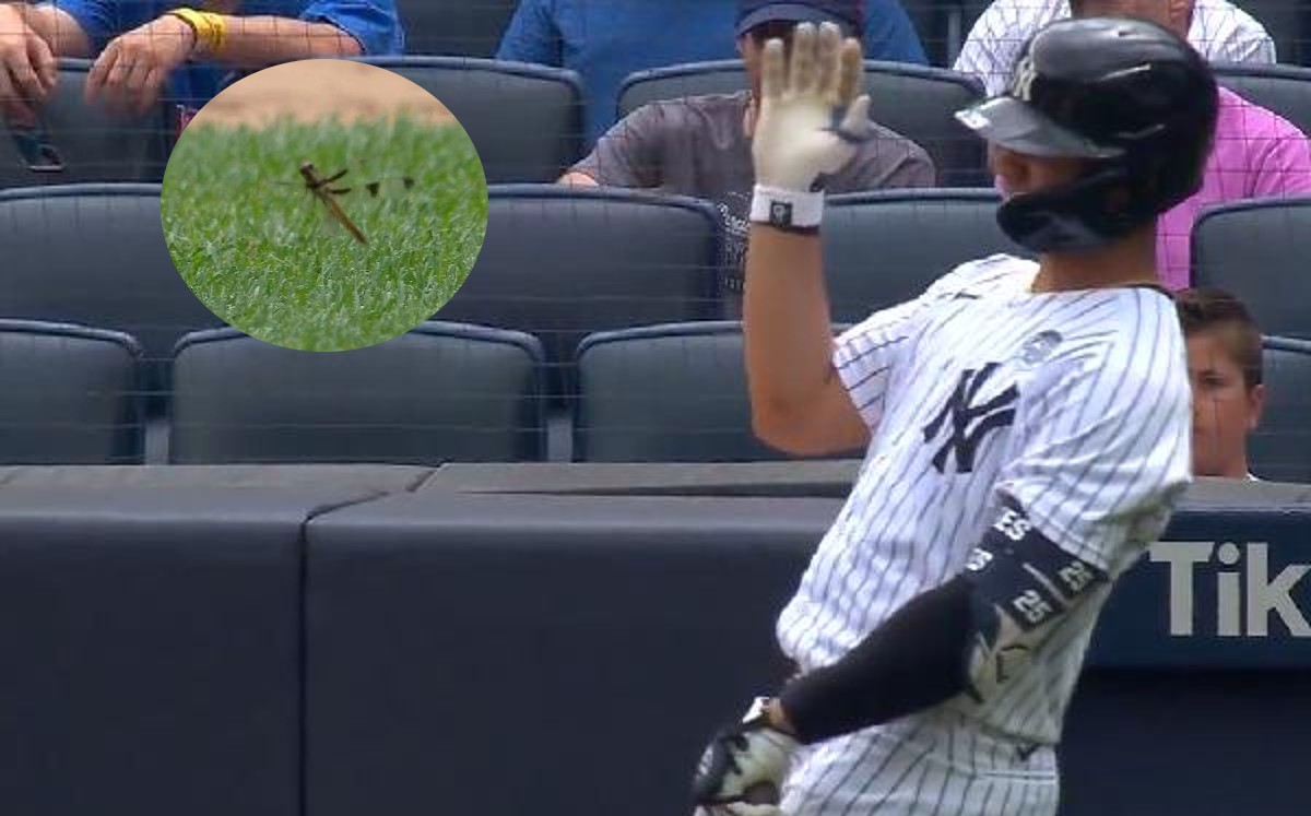 Gleyber Torres es acatado por libélula en Yankees vs Angels: VIDEO- Grupo Milenio