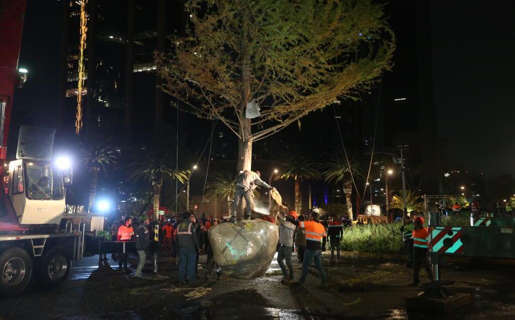 Ahuehuete llega a la glorieta de la Palma en Reforma - Grupo Milenio