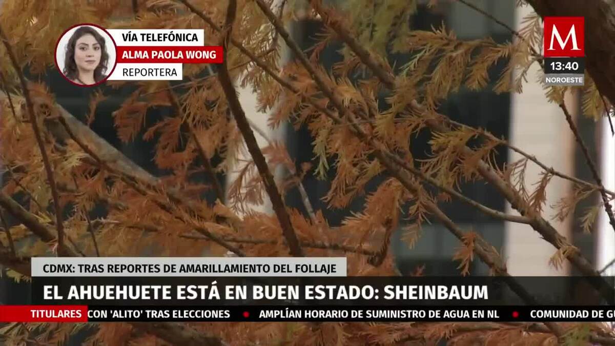 Ahuehuete en glorieta de Reforma está en buen estado; Sheinbaum - Grupo ...