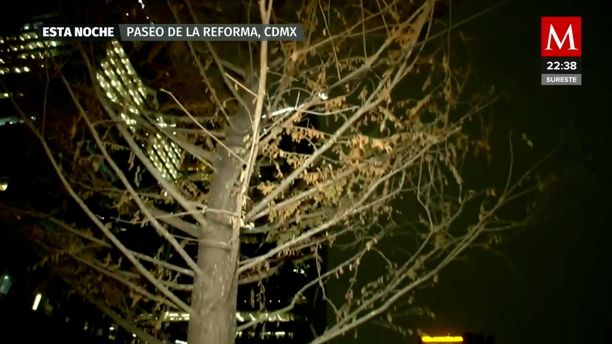 CdMx. Ahuehuete está bajo observación tras choque de auto: Sedema ...