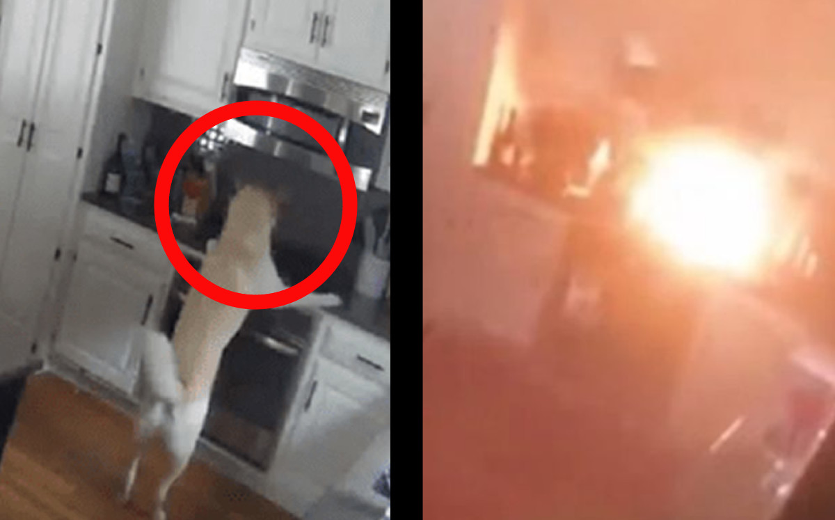 EU. Perrito incendia su casa por husmear la estufa; viral |VIDEO- Grupo ...
