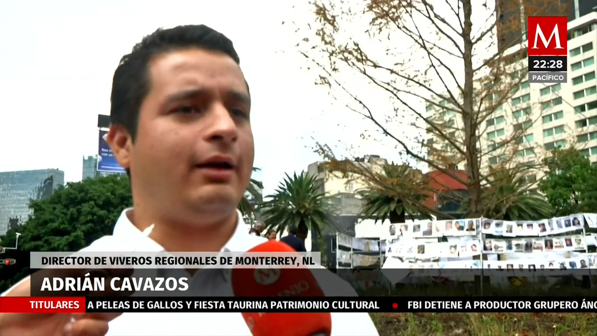 Ahuahuete en Reforma no está muerto: director de Viveros Regionales ...