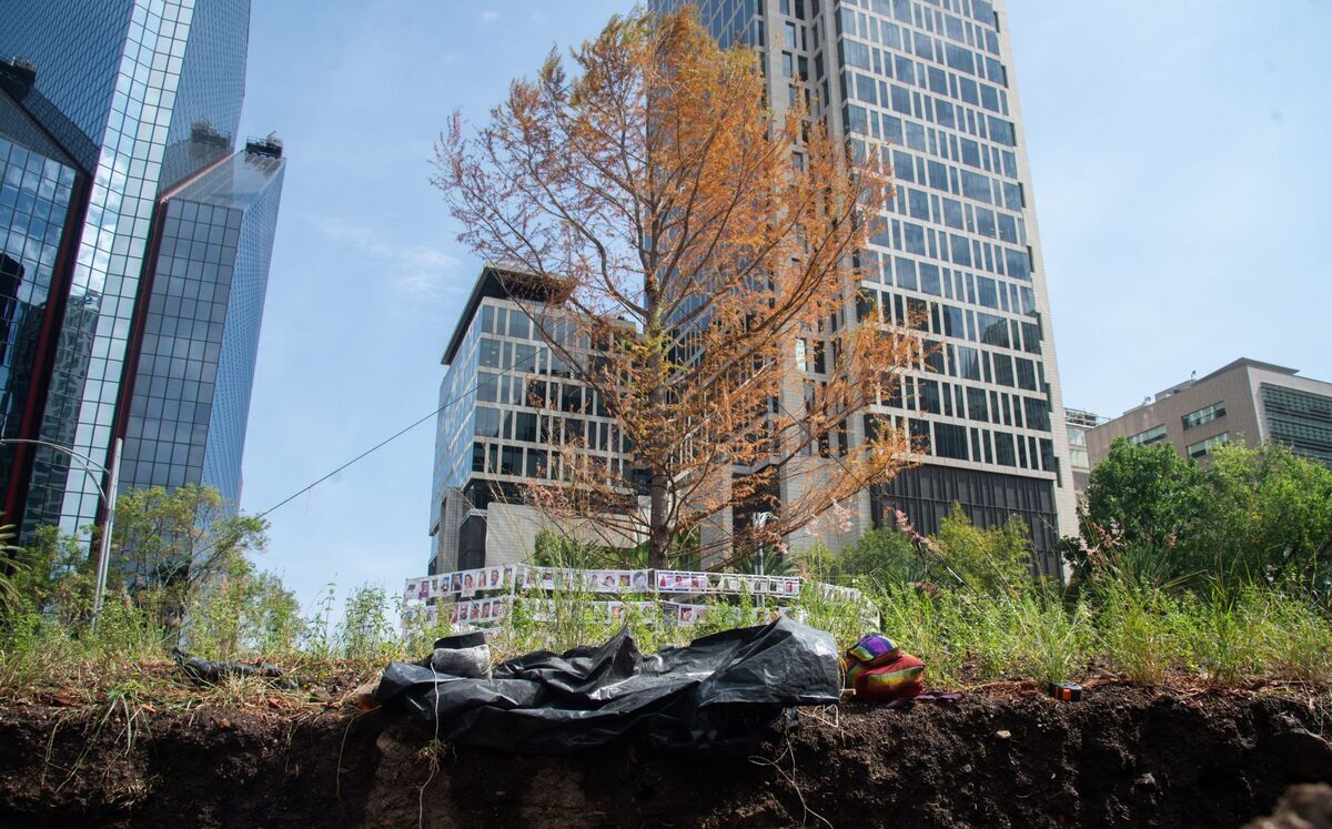 A un mes de plantación, Ahuehuete de Reforma está vivo: Sedema- Grupo ...