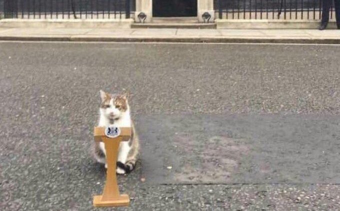 Larry, el gato que venció a Boris Johnson- Grupo Milenio
