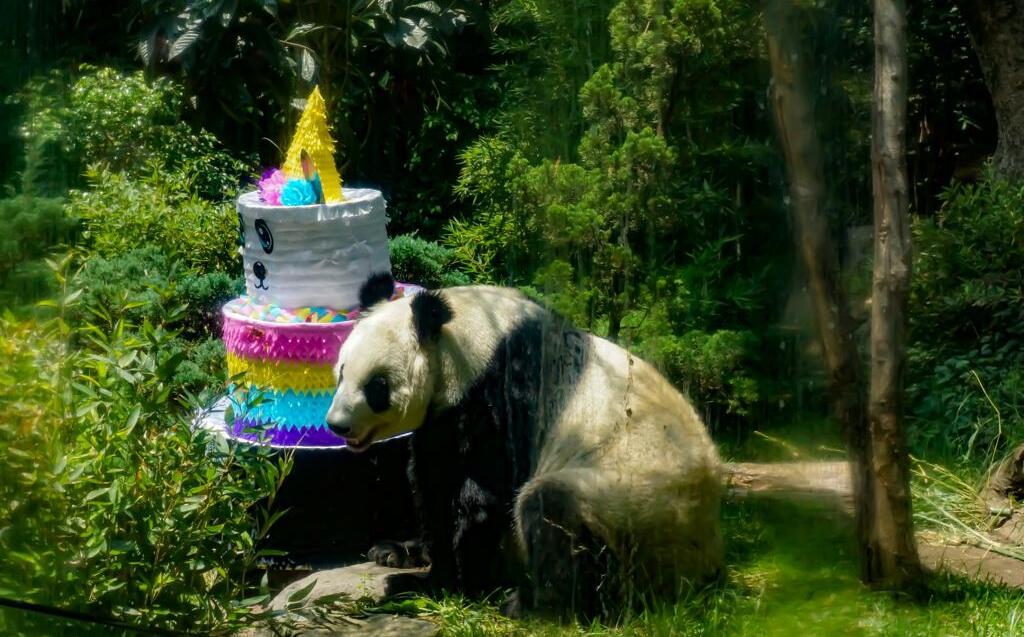 Restos de Shuan Shuan se usarán en investigación en Chapultepec- Grupo ...