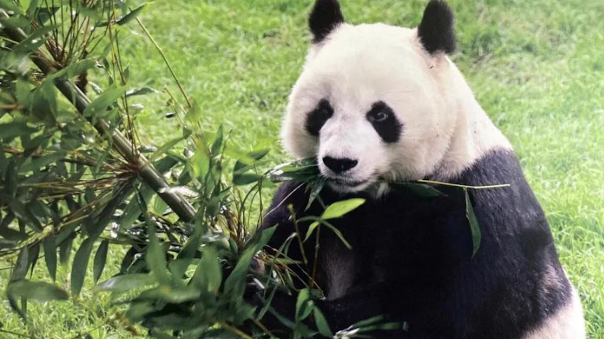 Murió Shuan Shuan, una panda de 35 años y la más longeva de México ...