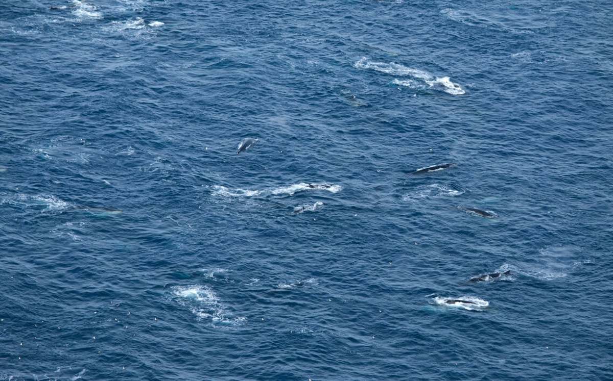 Un centenar de rorcuales fueron vistos en la Antártida- Grupo Milenio