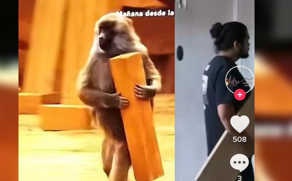 Usuario comparó el comportamiento de un mono y humano | Video- Grupo ...