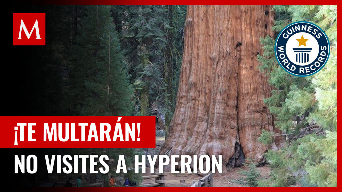 Hyperion, árbol más alto del mundo, suspende visitas de público - Grupo ...