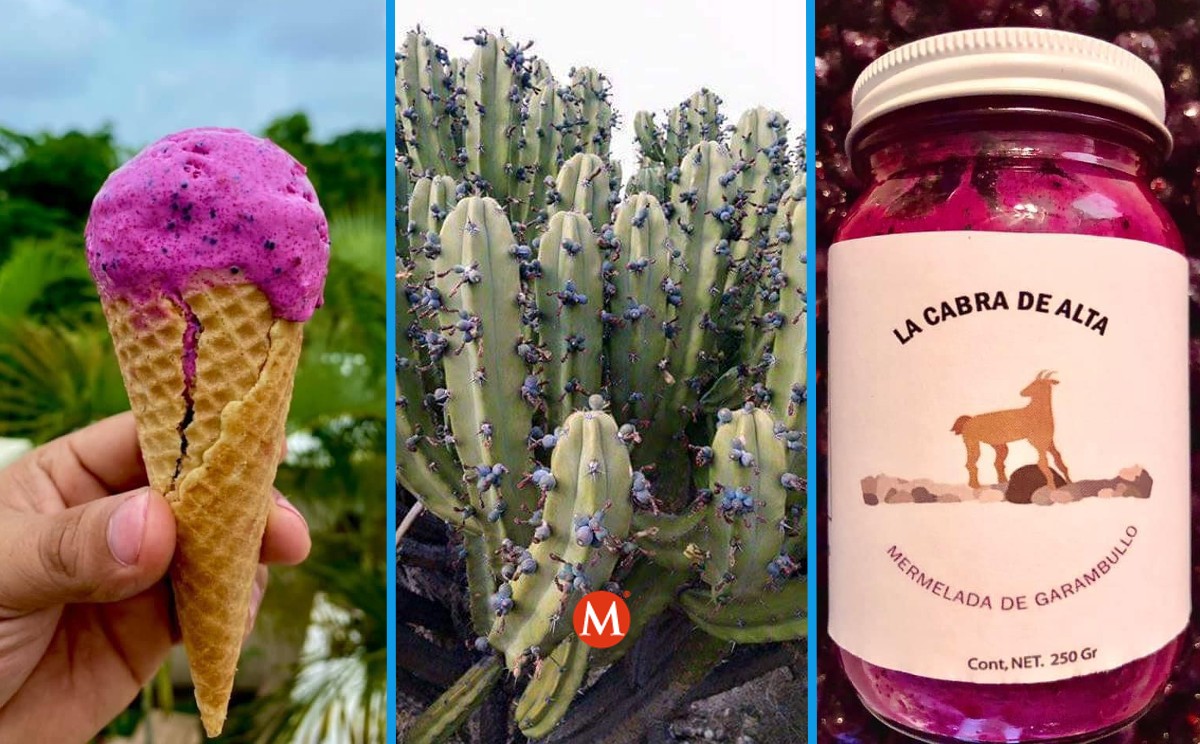 Garambullo fruta endémica de Tamaulipas con potencial comercial- Grupo ...