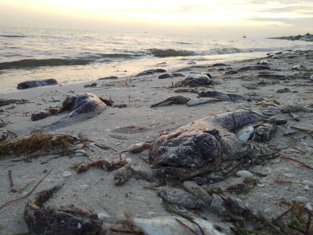 En Yucatán, marea roja deja miles de peces muertos en playa- Grupo Milenio