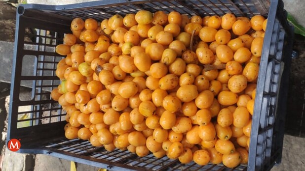 Jobito, su producción es casera, lejos del cultivo masivo - Grupo Milenio