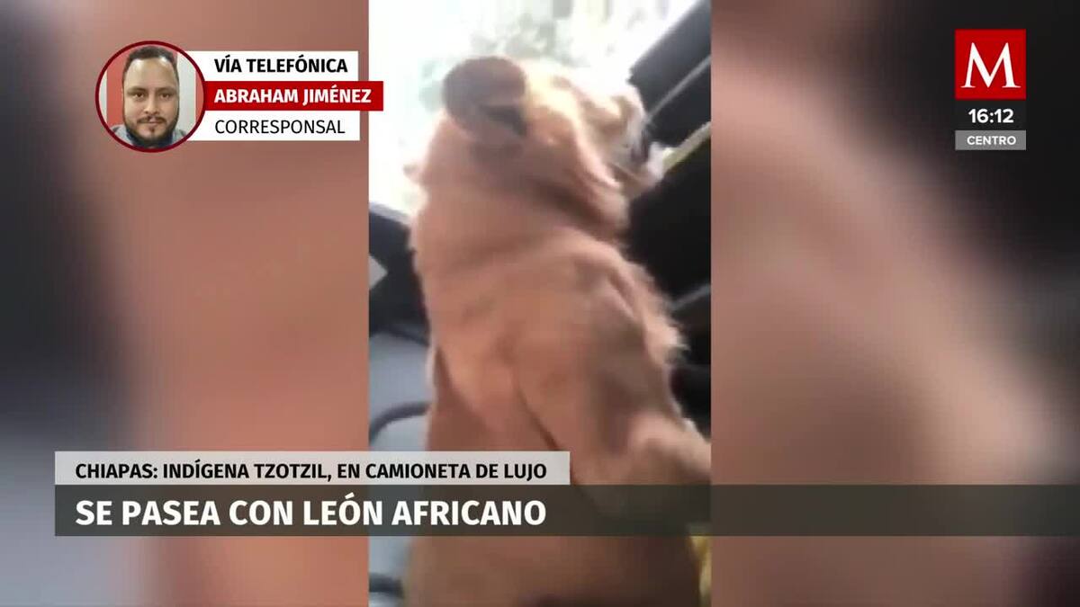 Se pasea con león africano - Grupo Milenio