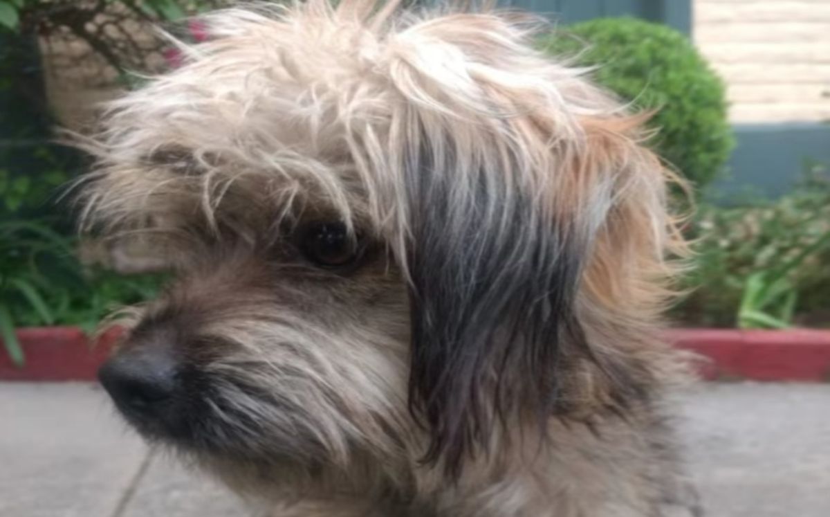 Caso Cussi: Tehuacán Puebla: agresora es vinculada a proceso- Grupo Milenio