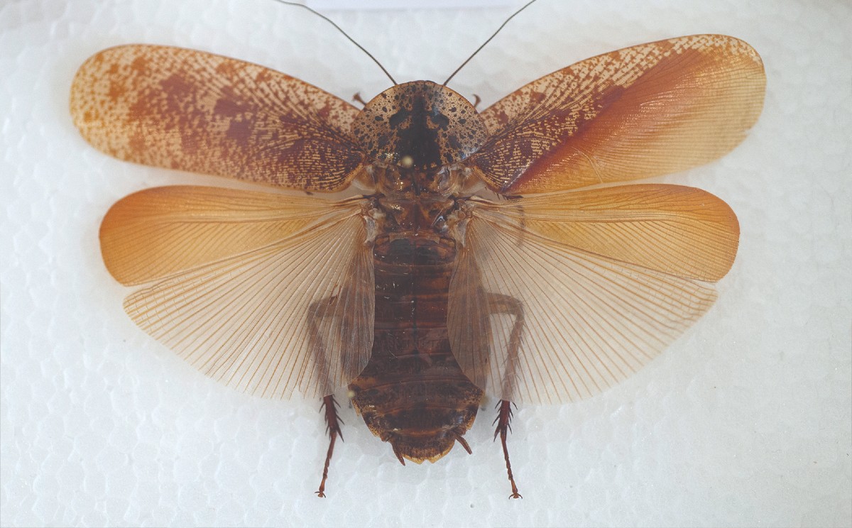 Insectos, vitales para la vida en la tierra - Grupo Milenio