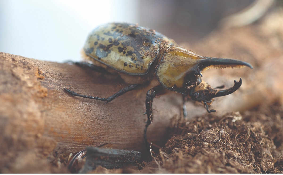 Insectos, vitales para la vida en la tierra - Grupo Milenio