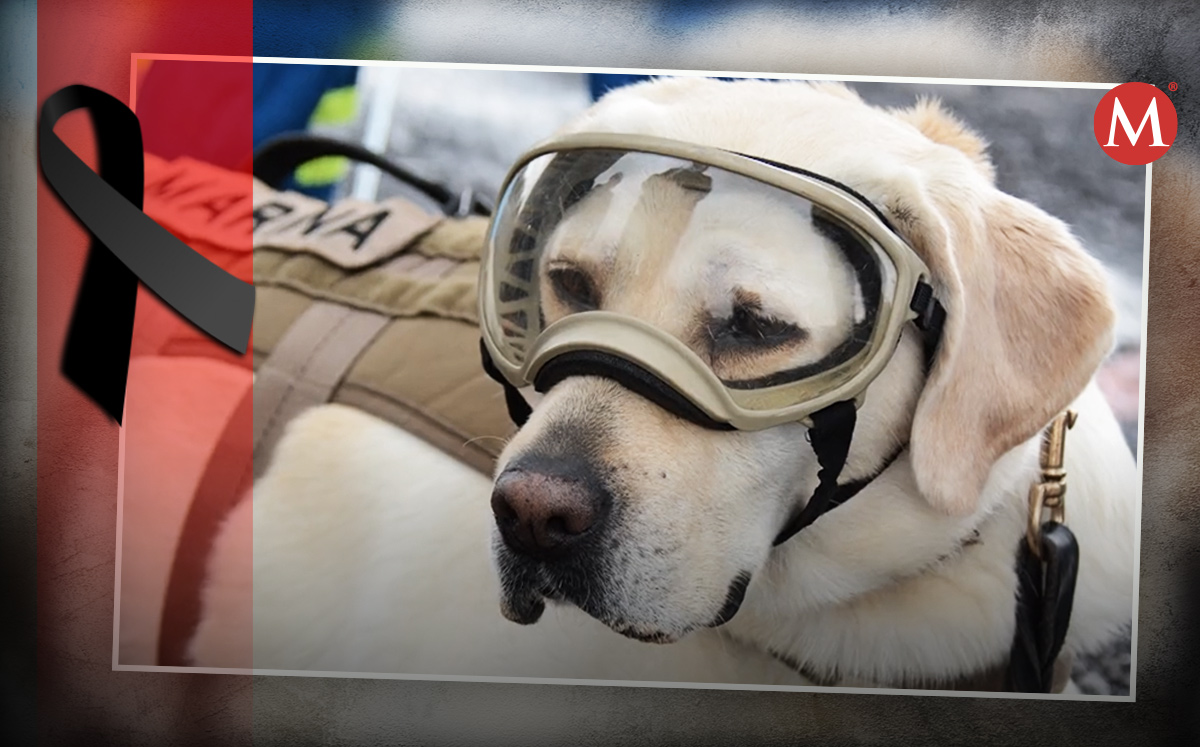 ¿Quién era Frida, la perrita rescatista y qué hizo? - Grupo Milenio