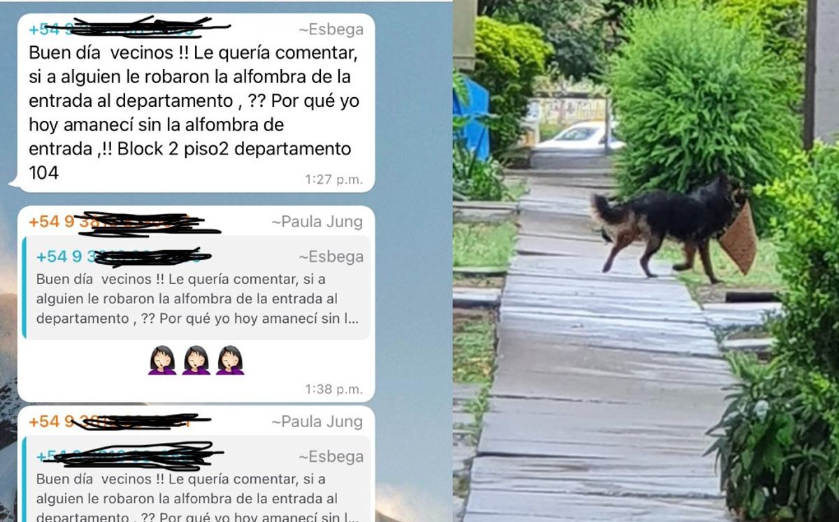 Perrito roba tapetes y se vuelve viral- Grupo Milenio