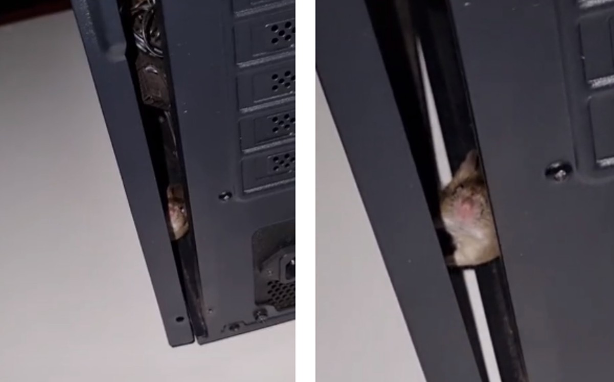 Joven encuentra un ratón adentro de su computadora; video viral- Grupo ...