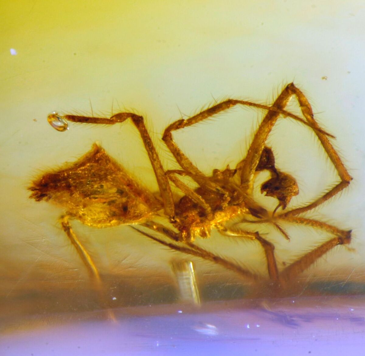 Descubren especies de arañas fósiles en piezas de ámbar en Chiapas ...