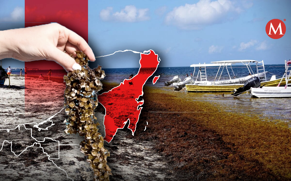 Se recolectaron 52 mil toneladas de sargazo en QRoo en 2022: Semar ...
