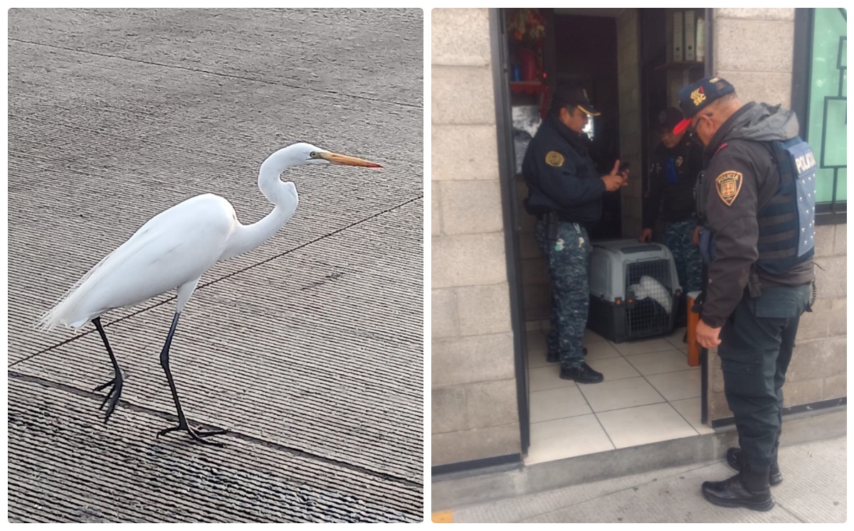 Policías rescatan a garza en paradero de CdMx; deambulaba desorientada ...