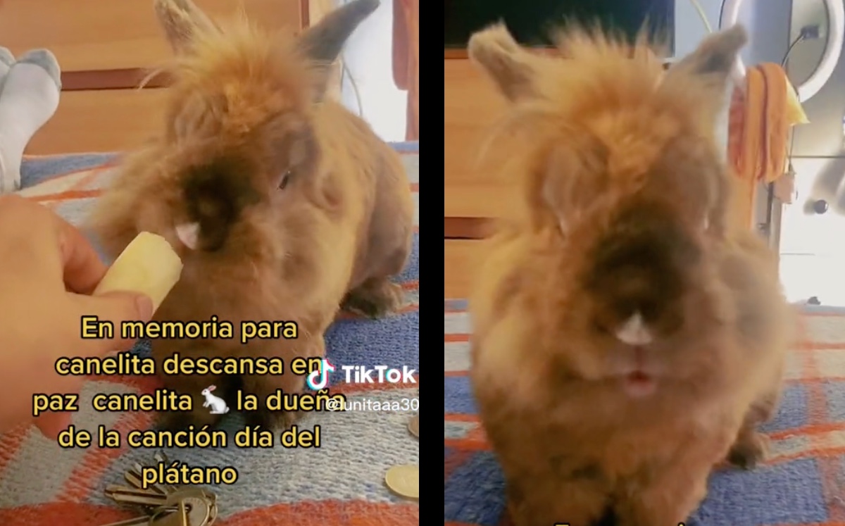 Muere Canelita la coneja popular por canción día del plátano VIDEO ...