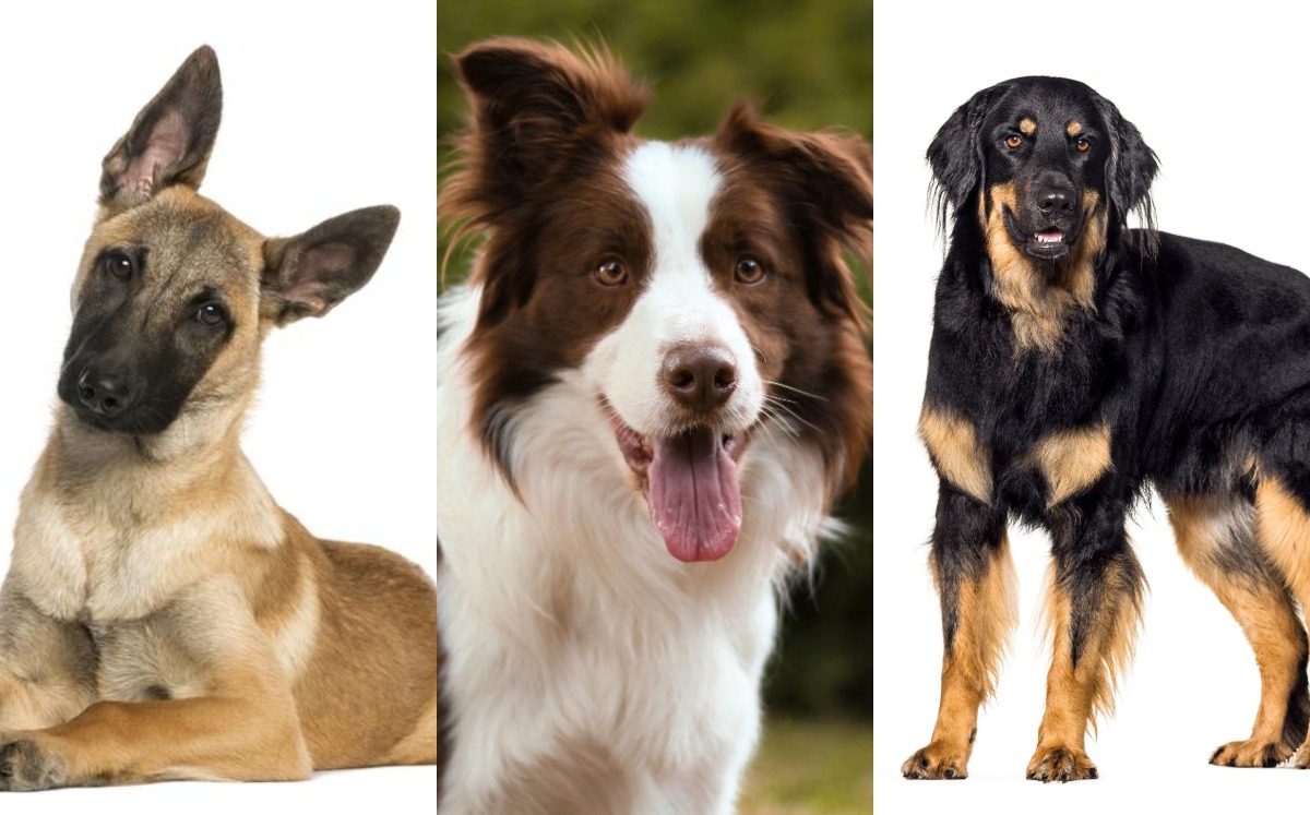 Malinois Belga es el perro más inteligente del mundo- Grupo Milenio