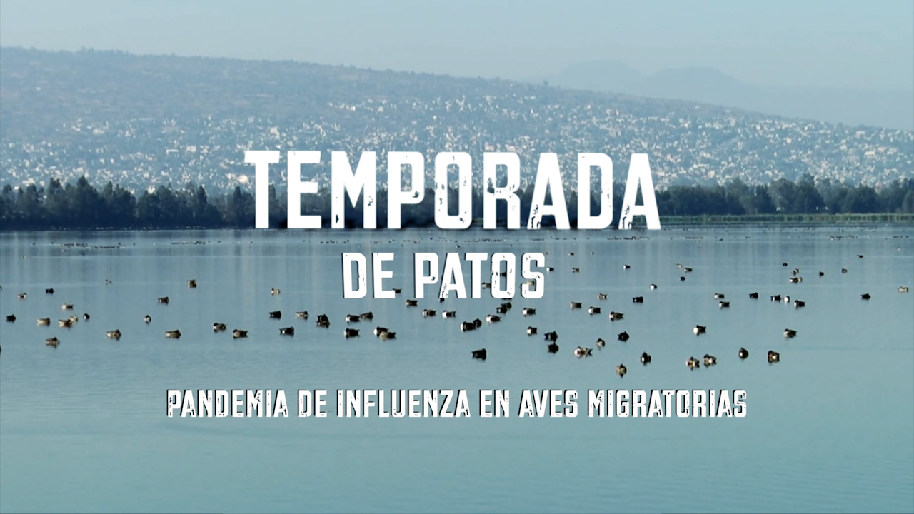 Temporada de patos, pandemia de influencia en aves migratorias - Grupo ...