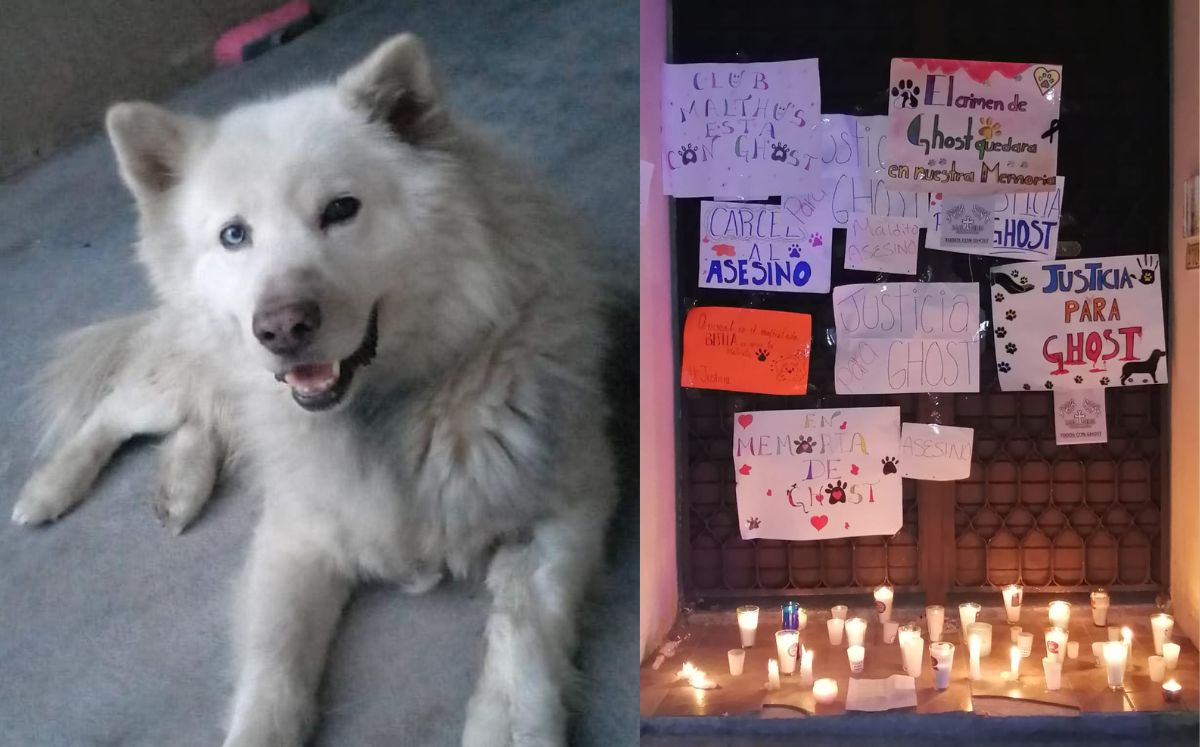 Coahuila. Propaec investiga muerte de Ghost, perro torturado Saltillo ...