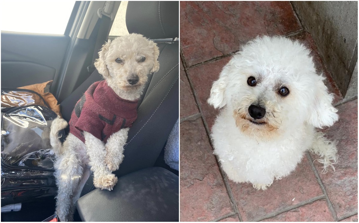 Perrito es extraviado en Saltillo- Grupo Milenio