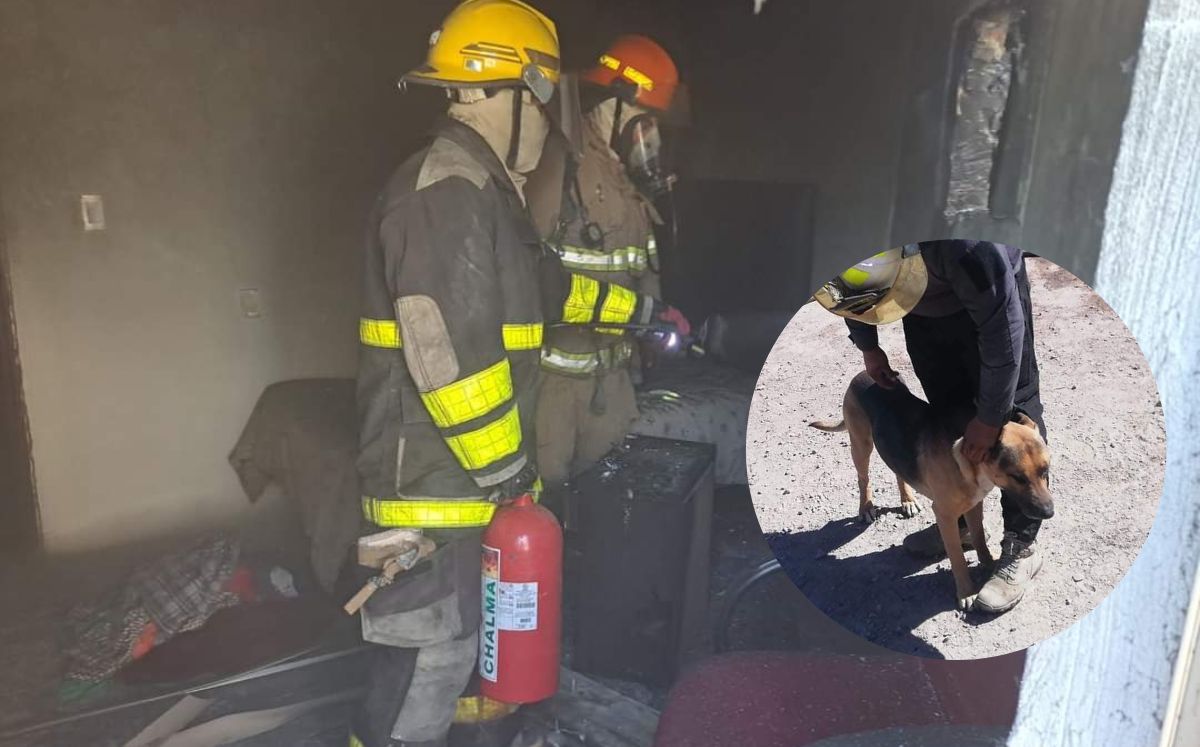 Coahuila. Bomberos rescatan a perrito de incendio en casa de Madero ...