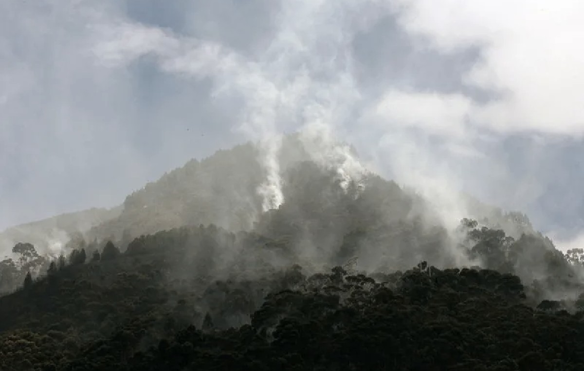 Colombia perdió 16 mil hectáreas en incendios forestales desde enero ...